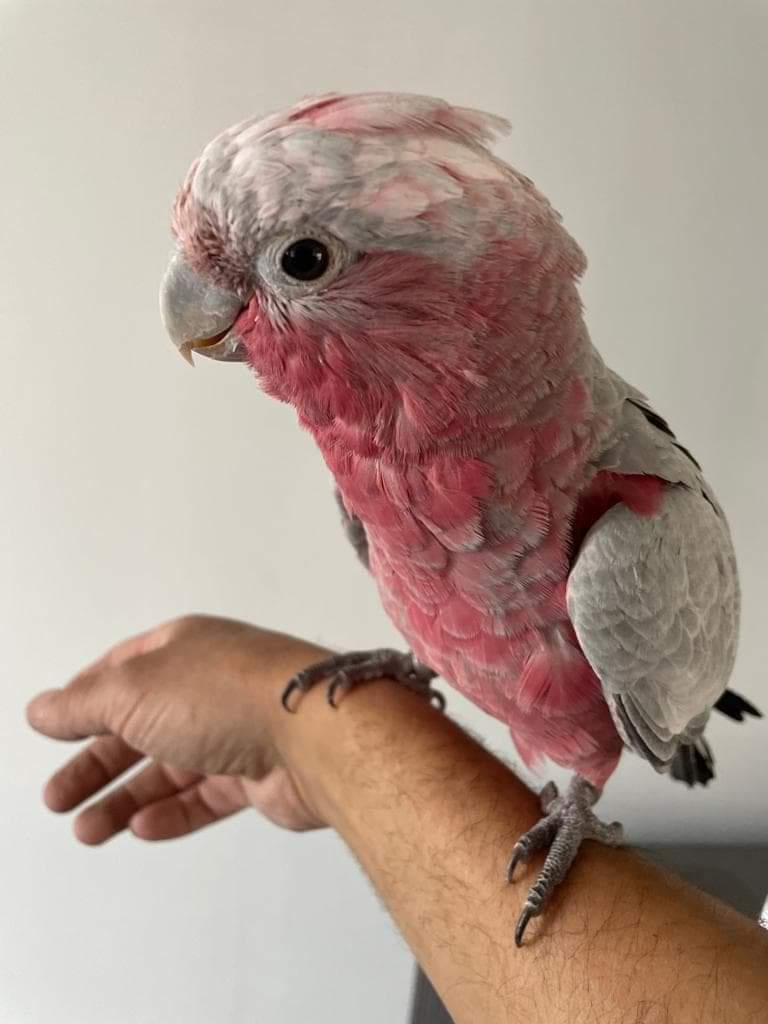 Cacatoès Rosalbin - 78200 - unCompagnon.fr