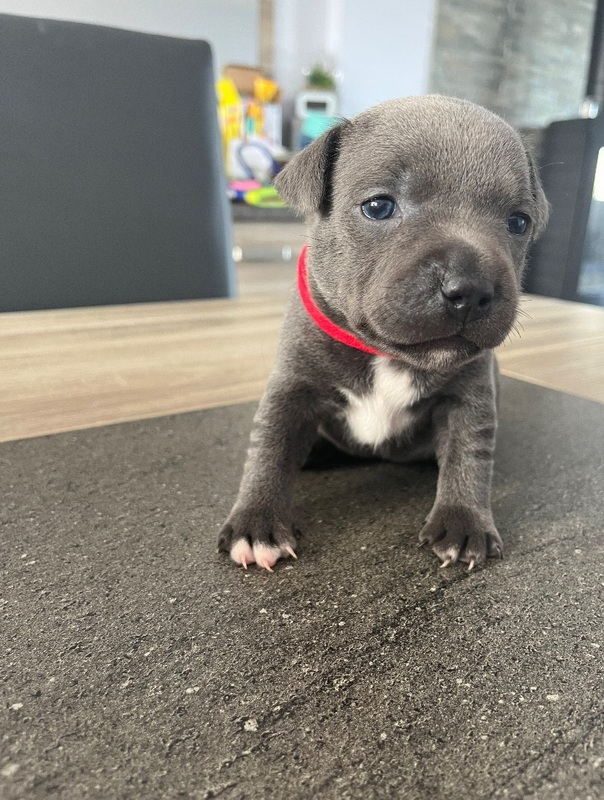 Ventes Chiots Staffie Bleu - 28150 - unCompagnon.fr