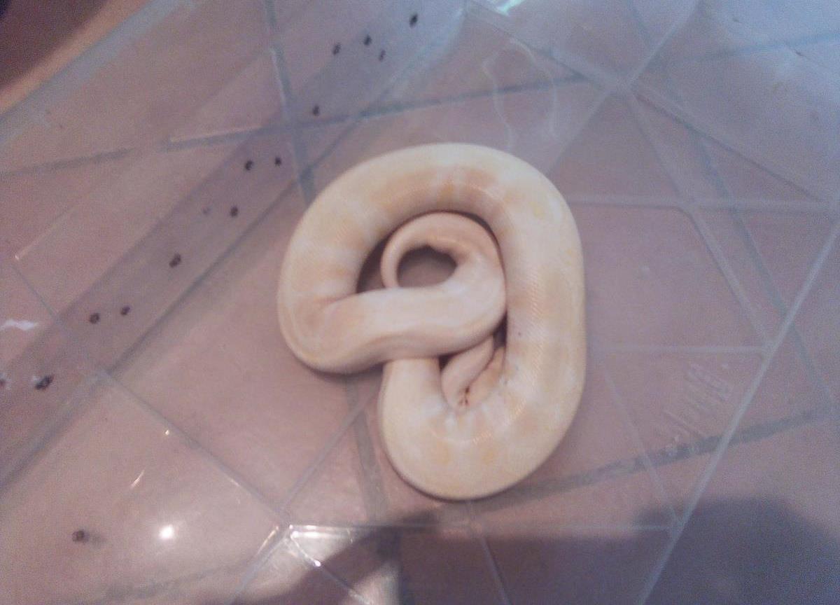 Femelle Python Regius Albinos - 13400 - unCompagnon.fr