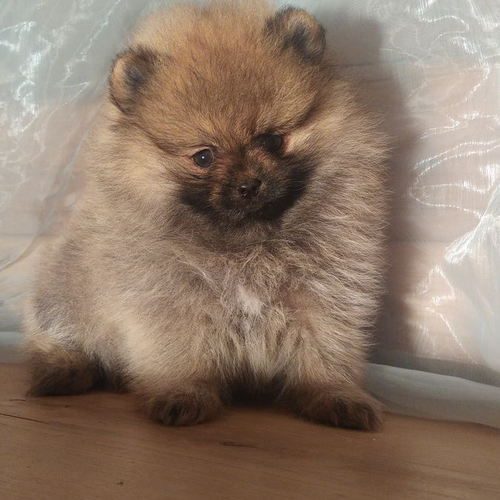Spitz Nain Chiot à Vendre, Chien Loulou à Adopter - Annonce, Prix Achat ...