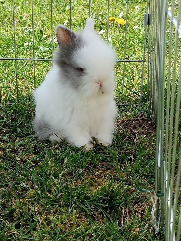 Bébé Lapin Nain Teddy Angora - 47400 - unCompagnon.fr