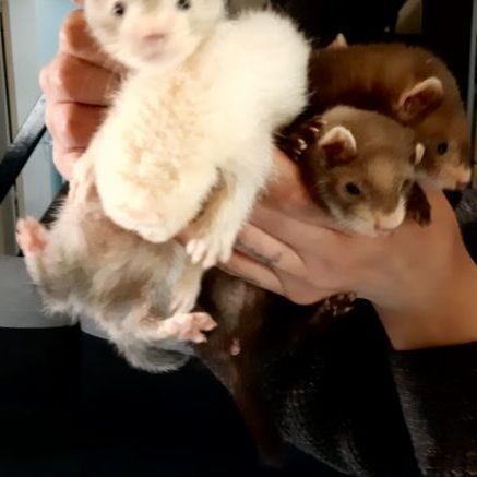 Bebe Furet Vendre Pas Cher