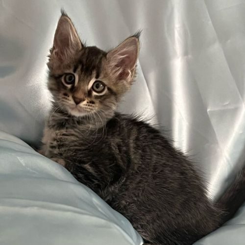 Maine Coon, Chaton À Vendre, Chat À Adopter, Annonce Main, Prix