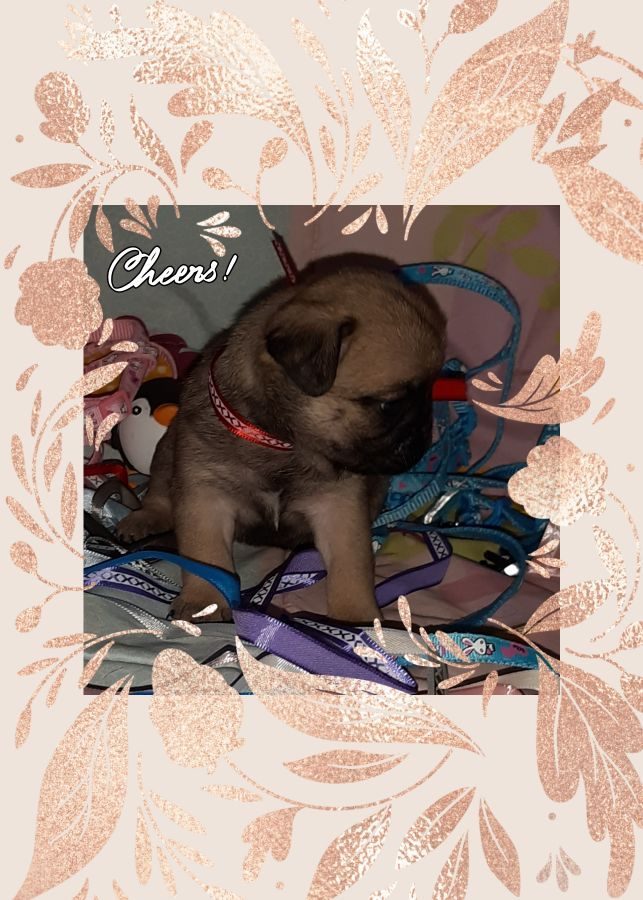 A Réserver 5 Chiots Carlin - 23220 - unCompagnon.fr