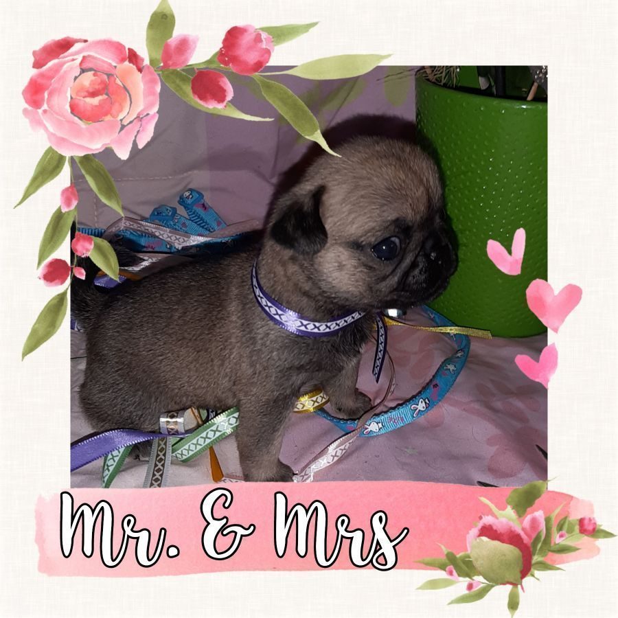 A Réserver 5 Chiots Carlin - 23220 - unCompagnon.fr