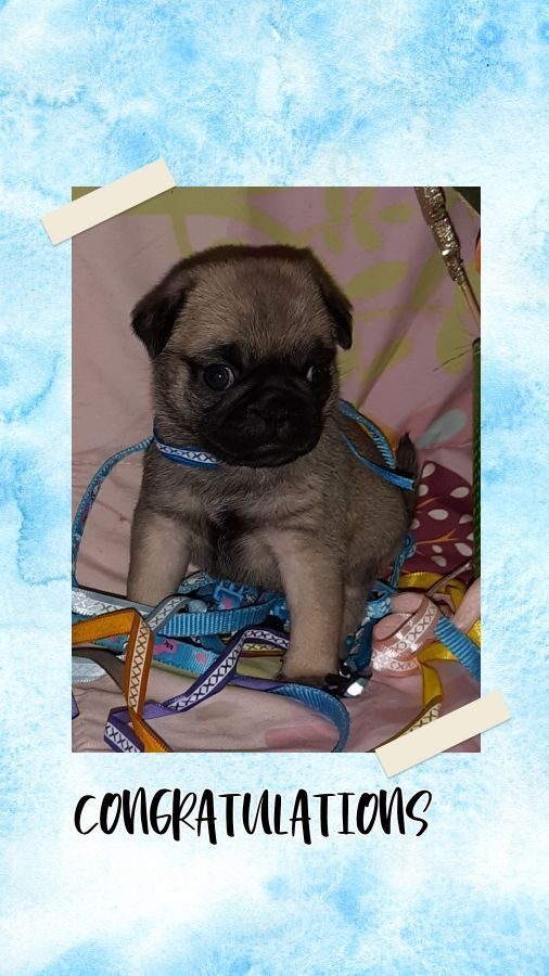 A Réserver 5 Chiots Carlin - 23220 - unCompagnon.fr