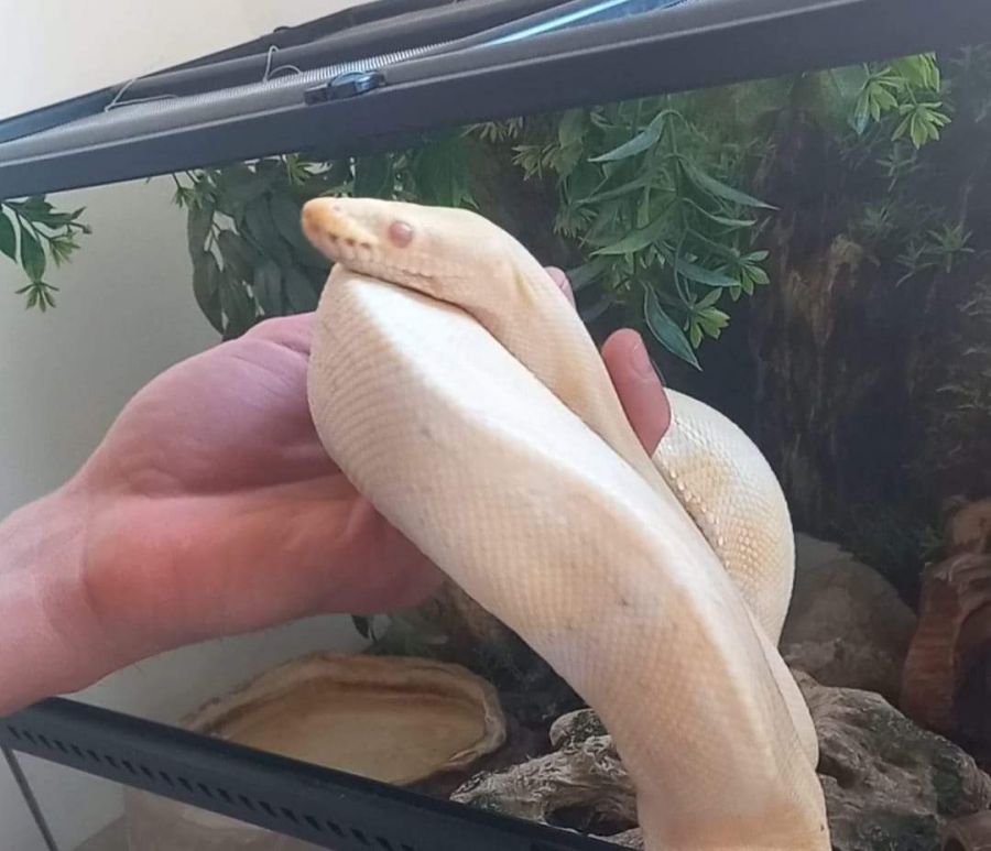 Python Régius Albinos High Contrast - 34090 - unCompagnon.fr