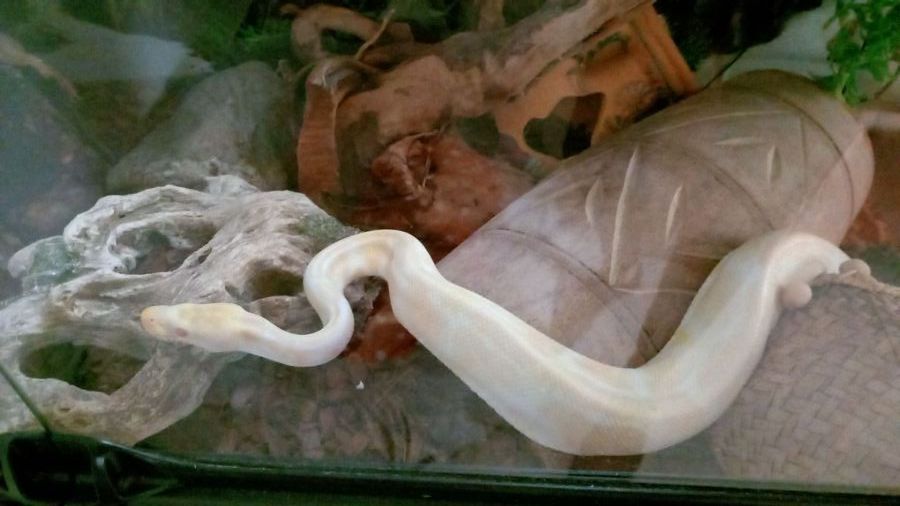 Python Régius Albinos High Contrast - 34090 - unCompagnon.fr