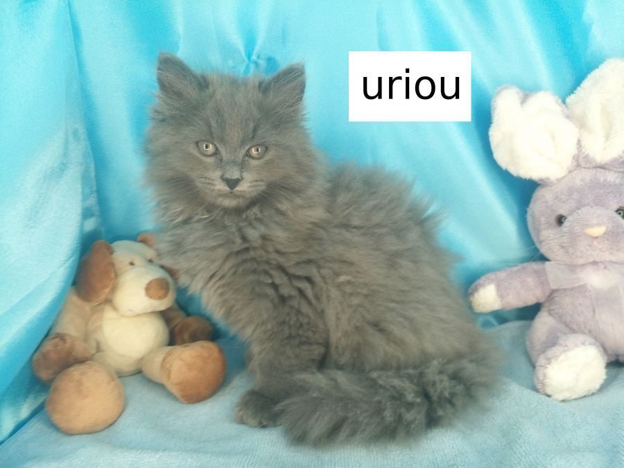 Voici Urson Et Urion, Mes Chatons Loof Très Calins - 39320 - unCompagnon.fr