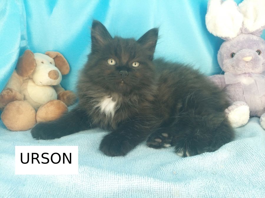 Voici Urson Et Urion, Mes Chatons Loof Très Calins - 39320 - unCompagnon.fr