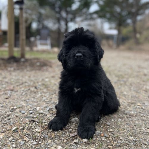 Terre Neuve, Chiot À Vendre, Chien À Adopter, Prix - Annonce