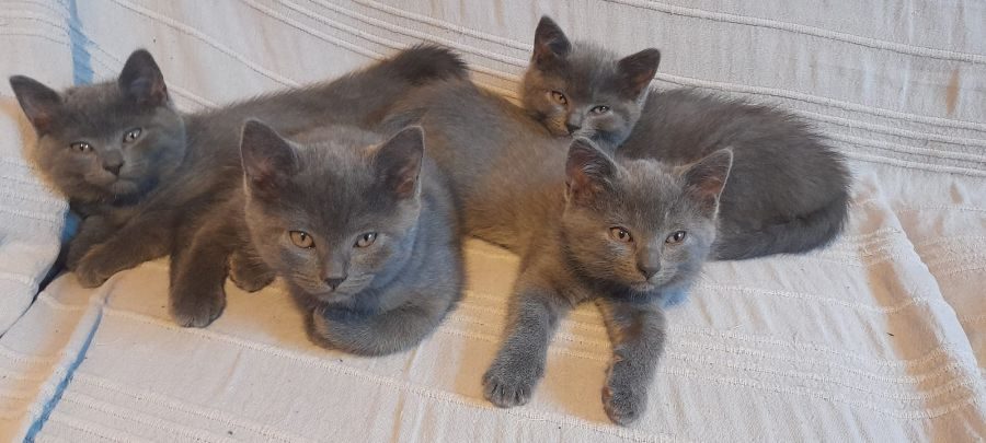 A Réserver Chatons Chartreux - 35135 - unCompagnon.fr