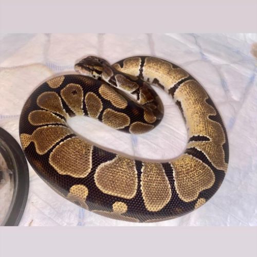 Annonces Nac Python Regius