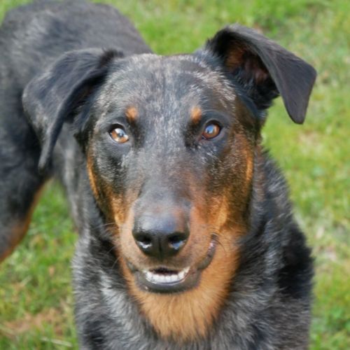 Beauceron Chiot À Vendre, Chien Bas Rouge À Adopter Annonce Achat, Prix
