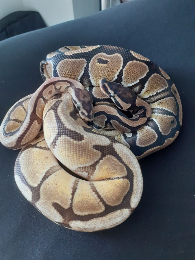 Batterie Terrarium Et Pythons Reguis - 38690 - unCompagnon.fr