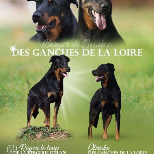 Beauceron Chiot À Vendre, Chien Bas Rouge À Adopter, Annonces, Prix