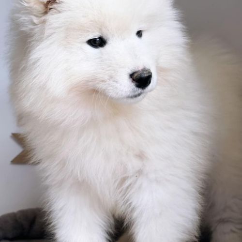 Samoyède, Chiot À Vendre, Chien À Adopter, Prix Achat, Annonce