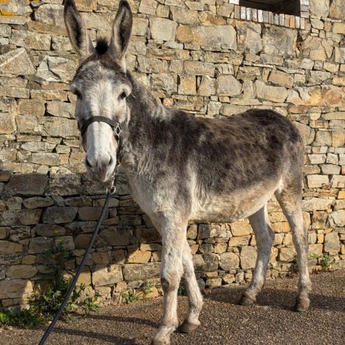 Âne À Vendre, Acheter Un Ânon, Une Ânesse, Annonces, Adoption Saillie