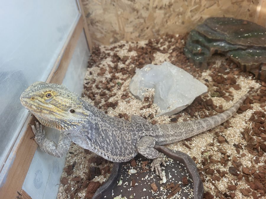 Pogona Vitticeps - 83170 - unCompagnon.fr