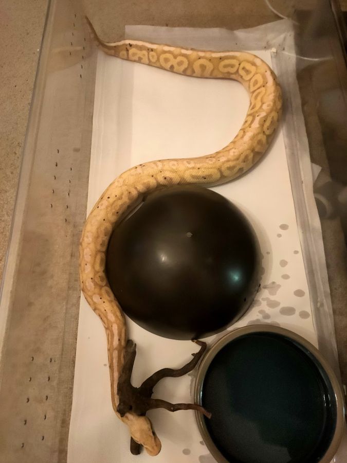 Python Royal Banana Pewter Male - 33450 - unCompagnon.fr