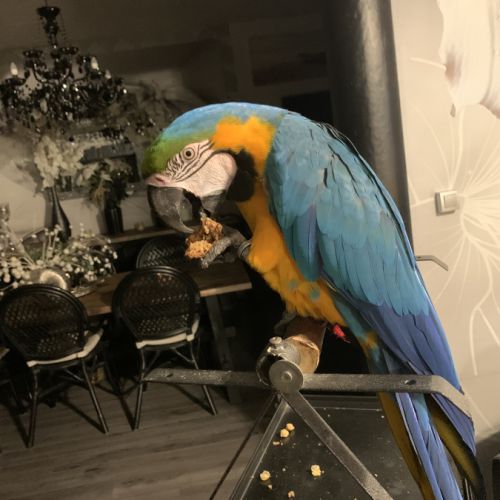 Vente D Oiseaux Entre Particulier 974