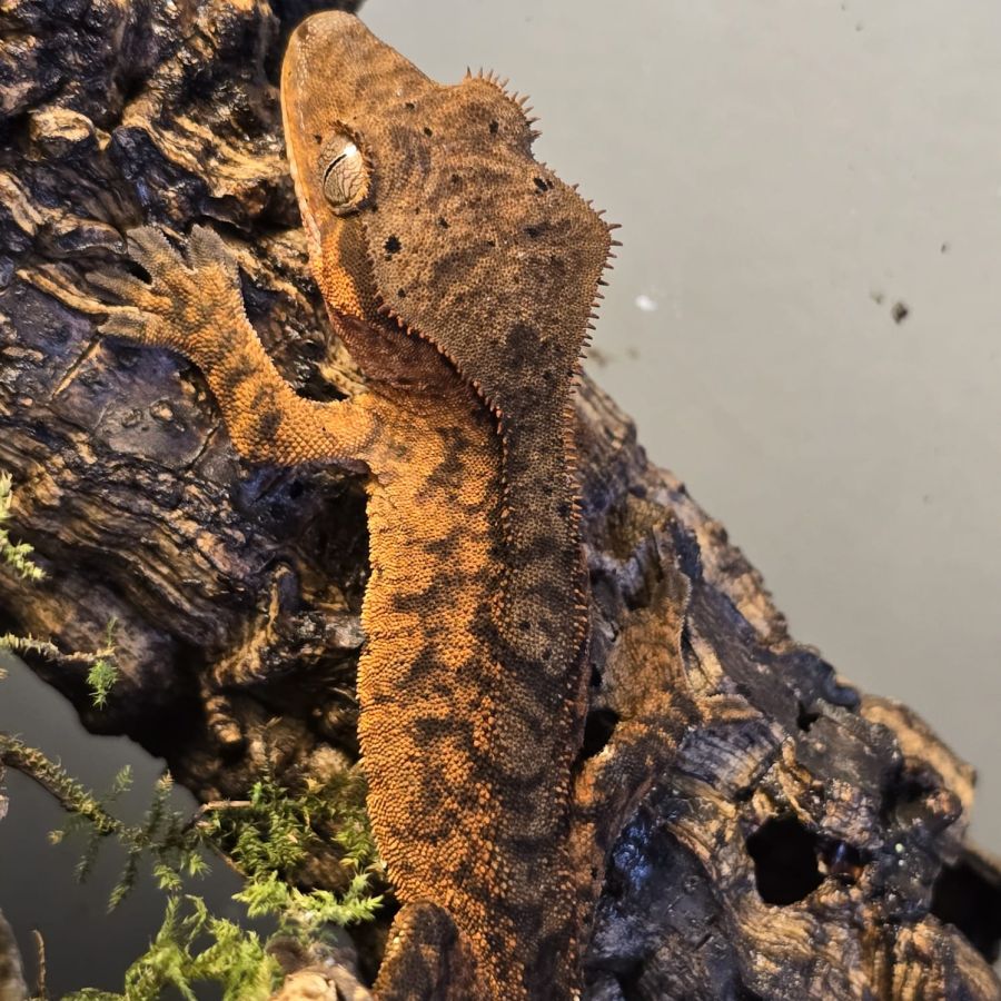 Geckos Cilliatus Correlophus Tiger - 78100 - unCompagnon.fr