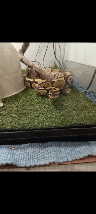 Python Regius Femelle - 95270 - unCompagnon.fr