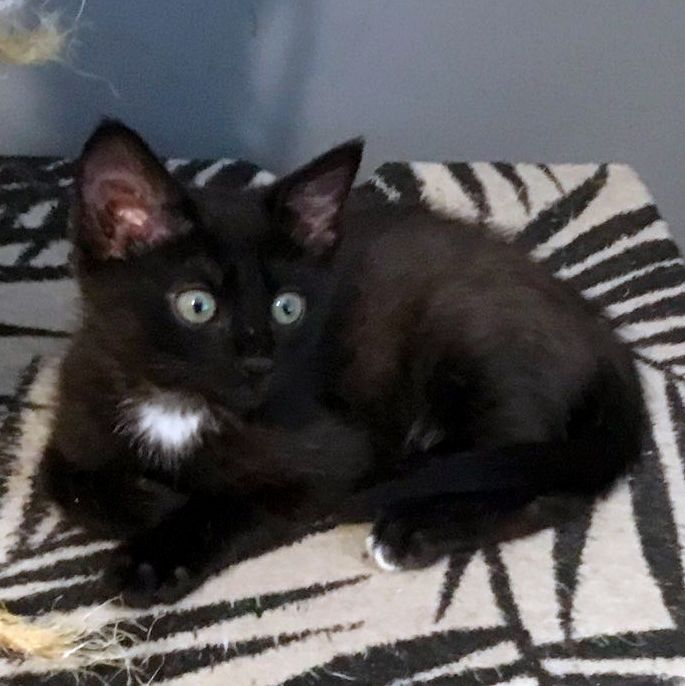 Praline, Petite Minette De Deux Mois - 26740 - unCompagnon.fr