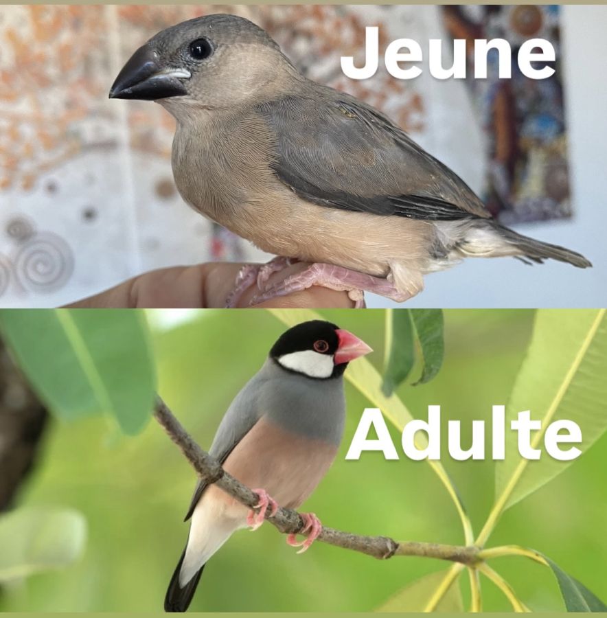 Padda Femelle Apprivoisée - 60180 - unCompagnon.fr