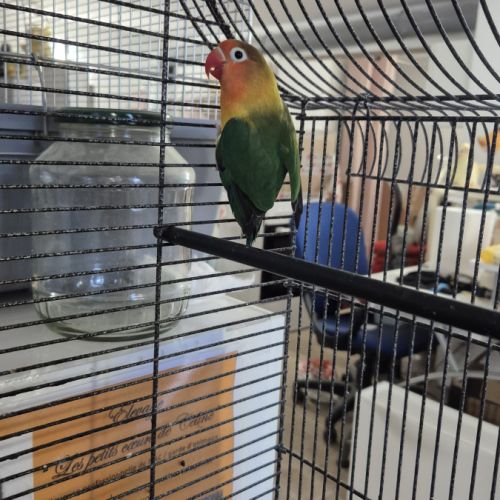 Inséparable À Vendre, Oiseaux À Adopter, Annonces, Prix