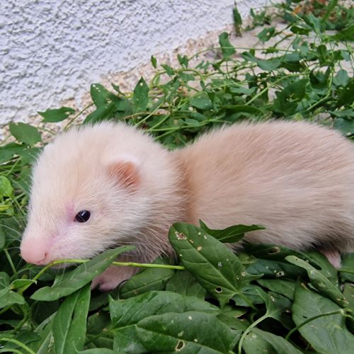 Bebe Furet Vendre Pas Cher
