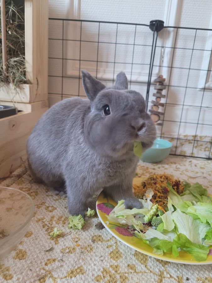 Oreo Un Petit Ronchon Au Grand Coeur - 75016 - unCompagnon.fr