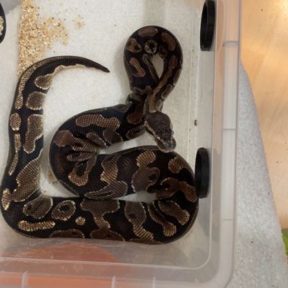 Python royal ou regius à vendre, serpents à adopter, annonces, prix
