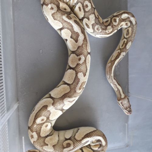 Python royal ou regius à vendre, serpents à adopter, annonces, prix