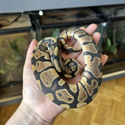 Python royal ou regius à vendre, serpents à adopter, annonces, prix