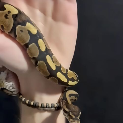 Python royal ou regius à vendre, serpents à adopter, annonces, prix