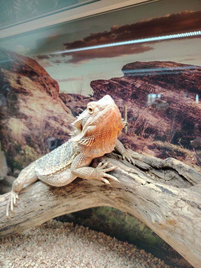 Pogona vitticeps femelle - 86210 - unCompagnon.fr