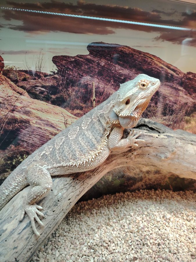 Pogona vitticeps femelle - 86210 - unCompagnon.fr