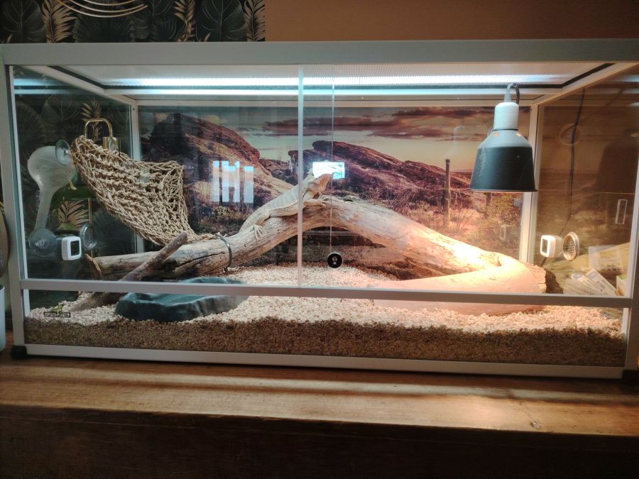 Pogona vitticeps femelle - 86210 - unCompagnon.fr