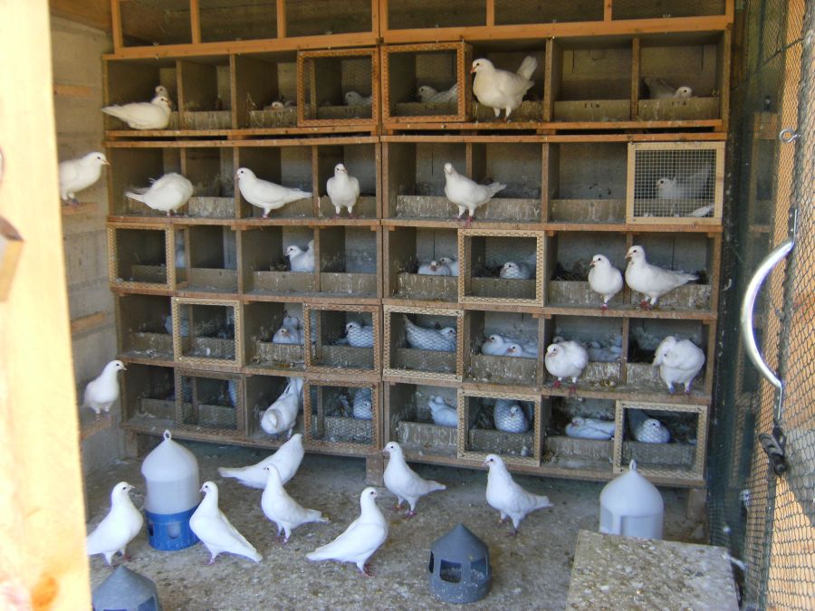 Elevage Pigeon De Chair