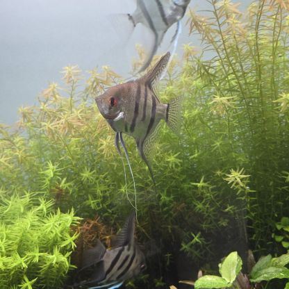 Annonces vente poissons d'aquarium, eau douce, eau de mer, don, achat