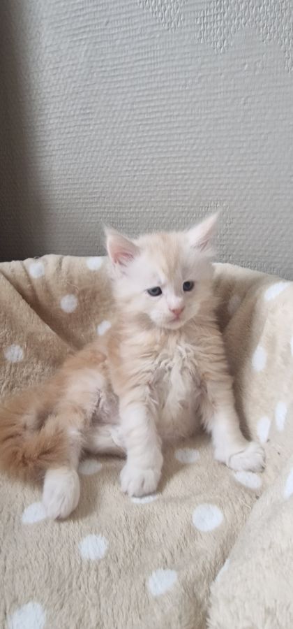 Maine coon loof - 77100 - unCompagnon.fr