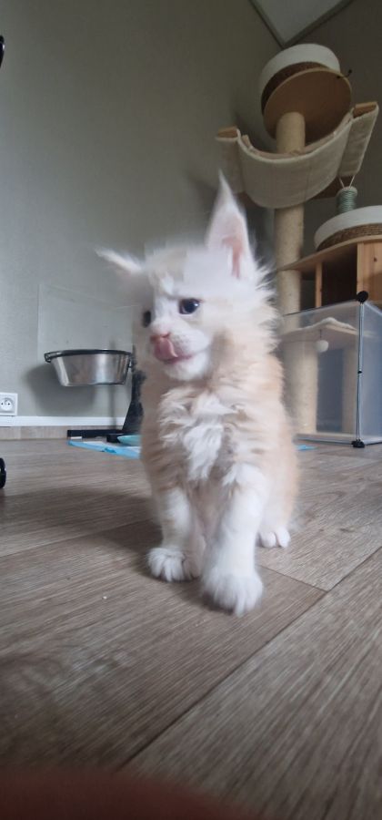 Maine coon loof - 77100 - unCompagnon.fr