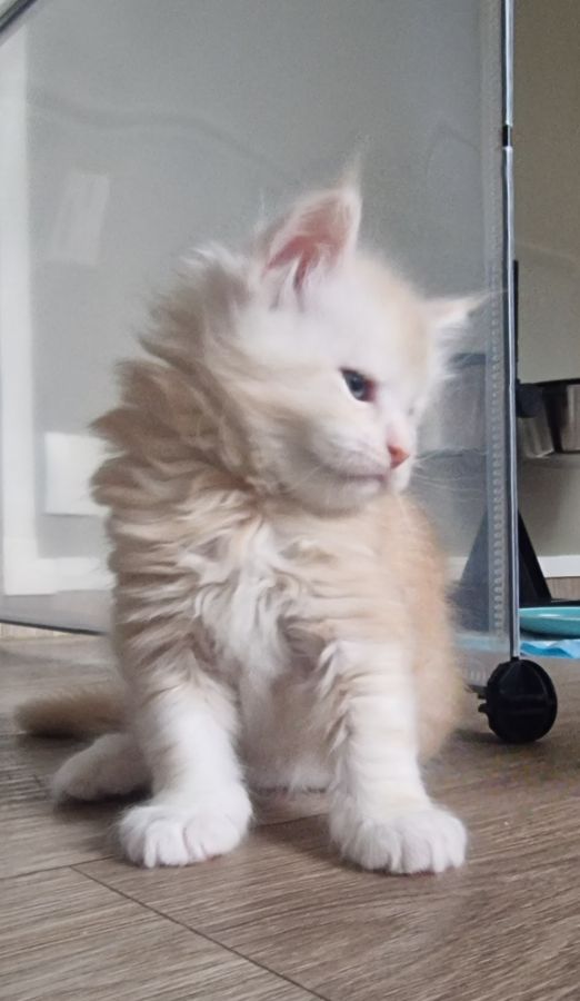 Maine coon loof - 77100 - unCompagnon.fr