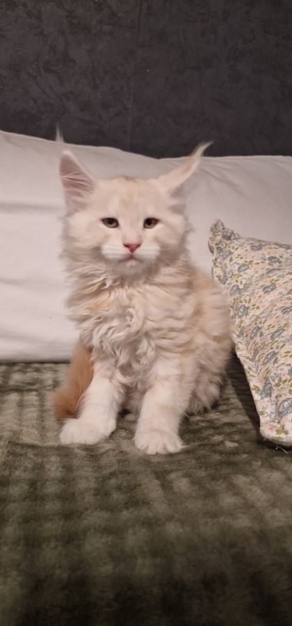 Maine coon loof - 77100 - unCompagnon.fr