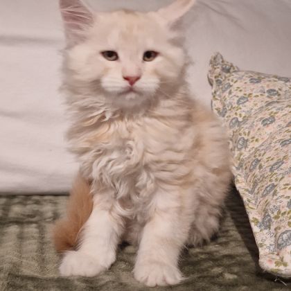Maine coon loof - 77100 - unCompagnon.fr
