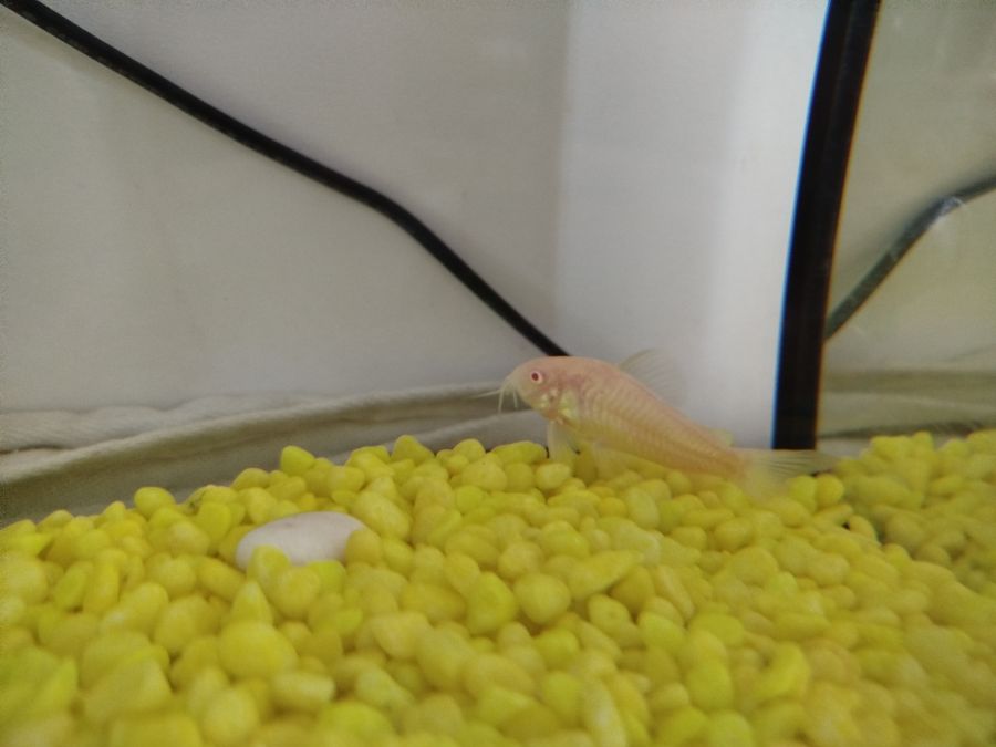 Don corydoras albinos - 77163 - unCompagnon.fr