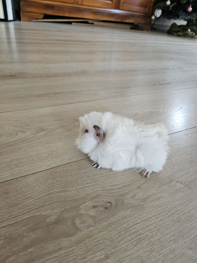 Bébé cochon d'inde albinos mâle - 22200 - unCompagnon.fr