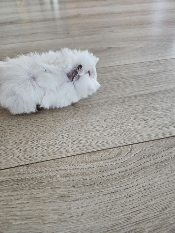 Bébé cochon d'inde albinos mâle - 22200 - unCompagnon.fr