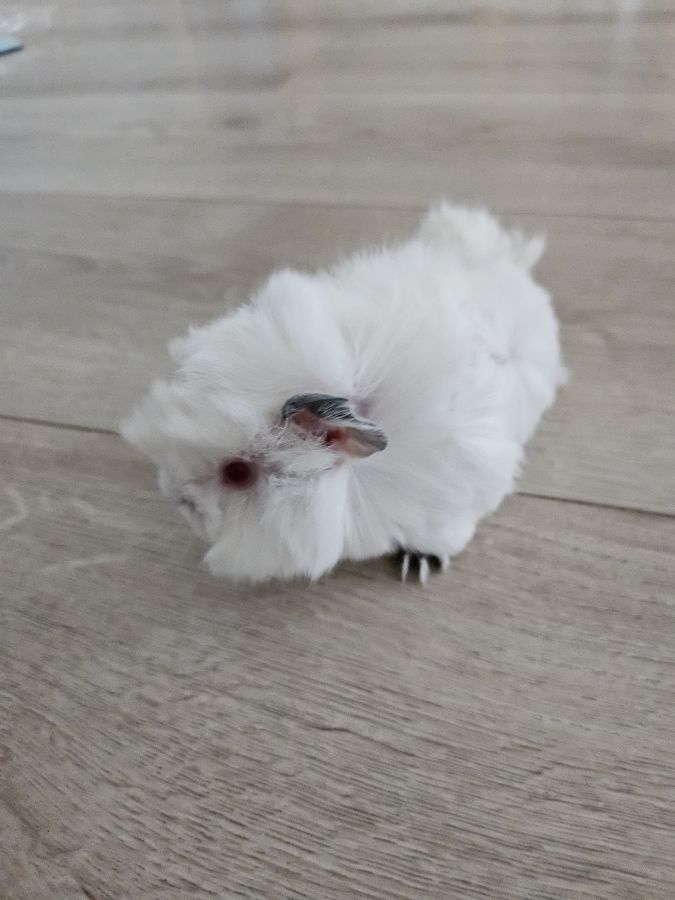 Bébé cochon d'inde albinos mâle - 22200 - unCompagnon.fr